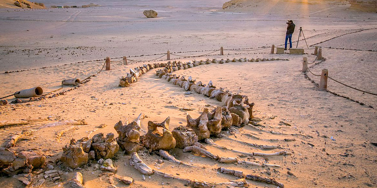 Top Famous 8 National Parks In Egypt - Egypt Tours Portal